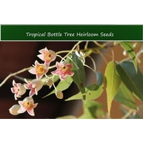 Tropical SEEDS - Ber Tree 10 Seeds - Jujube - Small Evergreen ...