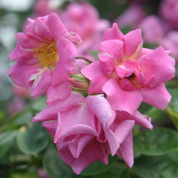 Heirloom Roses Summer Wine - Climbing Roses - Climbing Rose Bushes ...