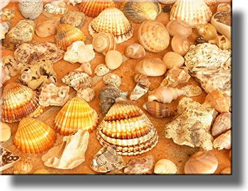 Sea Shells Bathroom Picture on Stretched Canvas, Wall Art Decor, Ready ...