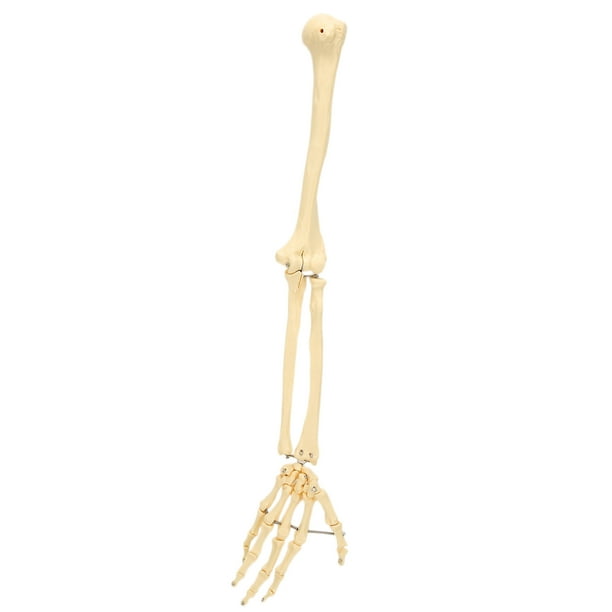 Anatomical Arm Bone Model, Upper Limb Bone Model Durable Safe Firm For ...