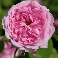 Heirloom Roses Pink Live Plant - St. Elisabeth of Hungary Shrub Rose ...