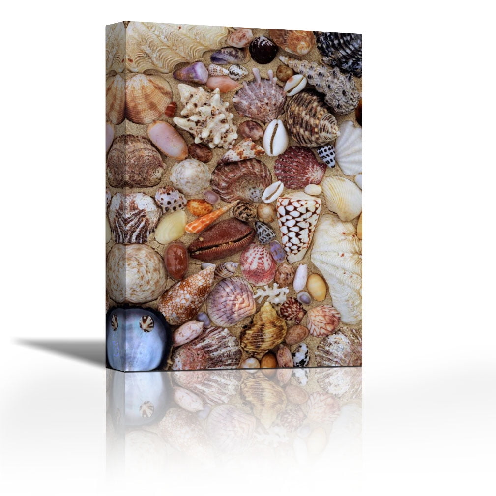 Various conch, cowry, clam and other marine shells - Contemporary Fine ...