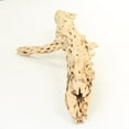 Koyal Wholesale Cholla Wood 18 to 20-Inch, Aquarium Branches, Airplants ...