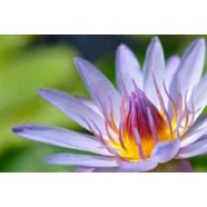 50 Mixed Colors VERONICA SIGHTSEEING MIXTURE (Spike Speedwell) Veronica ...