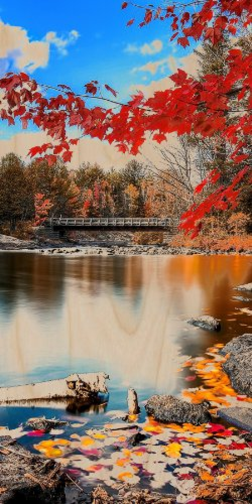 007 shark bridge - qustticket