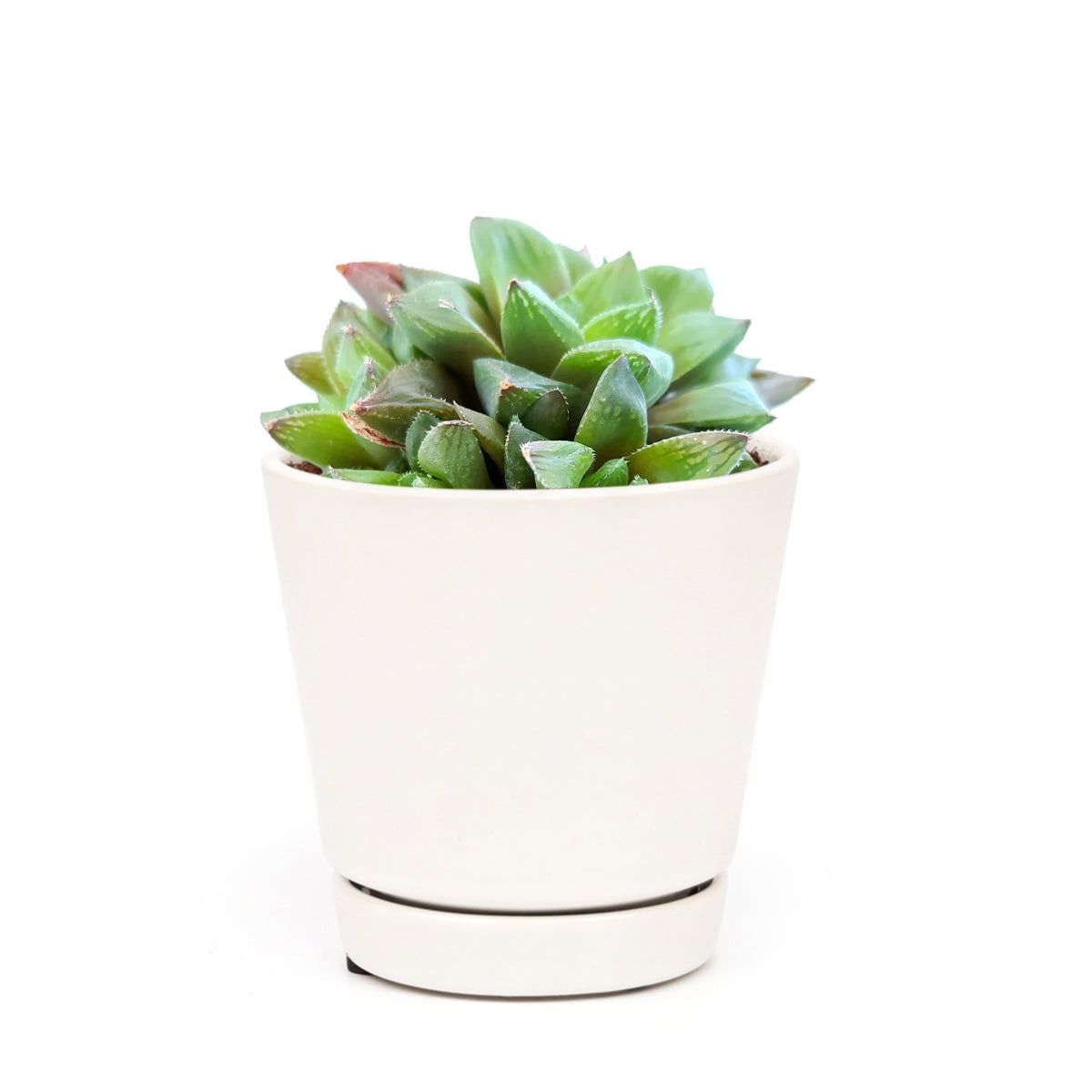 Haworthia Cuspidata Succulent (4"+ Minimalist Pot) - Tiny, Lovely, Easy ...