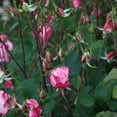 Heirloom Roses Live Plant, Candy Cane Cocktail Floribunda, Bi-Colored ...