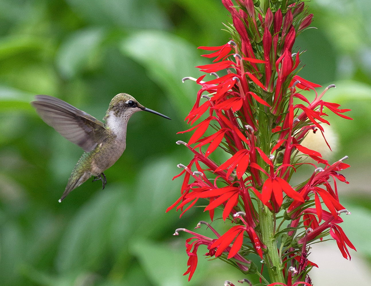 Cardinal Flower - Lobelia cardinalis - Live Starter Plant - Walmart.com