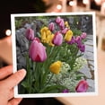 3drose, Usa, Washington, Seabeck. Tulip Flowers - Us48 Bja0343 - Jaynes ...