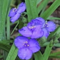 Outsidepride 1000 Seeds Perennial MMF7 Tradescantia Ohio Spiderwort ... Outsidepride 1000 Seeds Perennial MMF7 Tradescantia Ohio Spiderwort ...