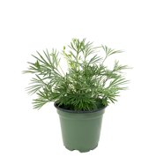 Rare Nicholas Diamond Fern - xPhlebosia - 4" Pot - New to the World ...