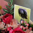 3drose, Belize, Crooked Tree Wildlife Sanctuary. Black Vulture., 6 ...
