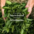 Organic Black - Premium , Full-Bodied, Caffeinated Coffee Alternative ... Organic Black - Premium , Full-Bodied, Caffeinated Coffee Alternative ...