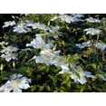 Toki Clematis - Huge Snow White Flowers- 2.5" Pot - Walmart.com