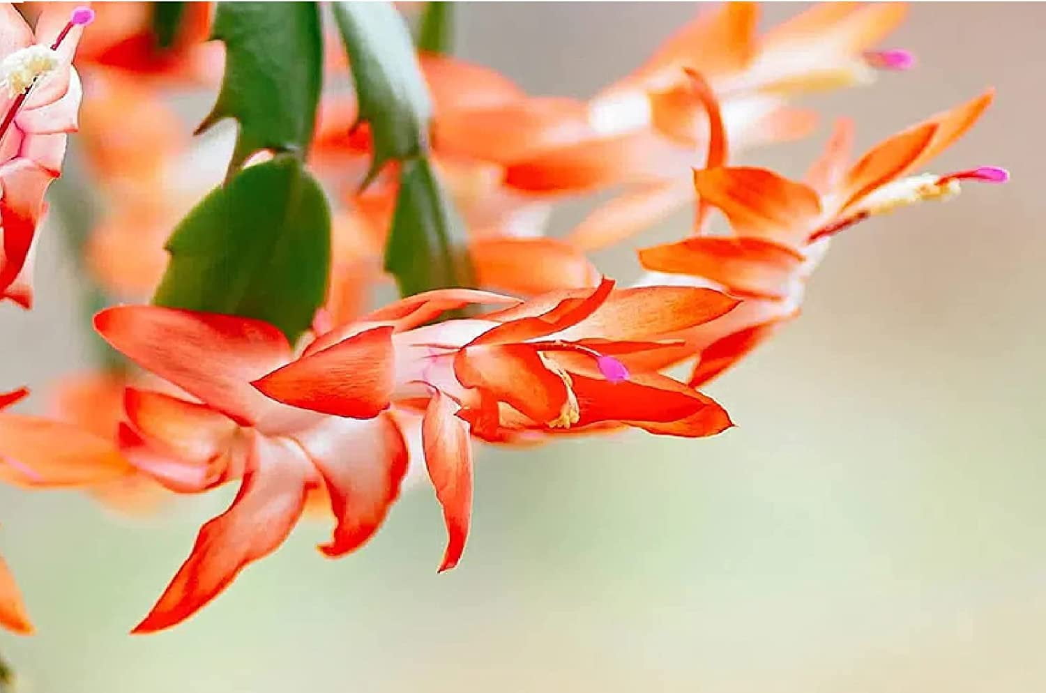Schlumbergera, Christmas Cactus, Orange Starter Plant, Lot of 2 ...