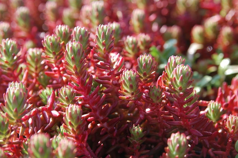 Red Stonecrop