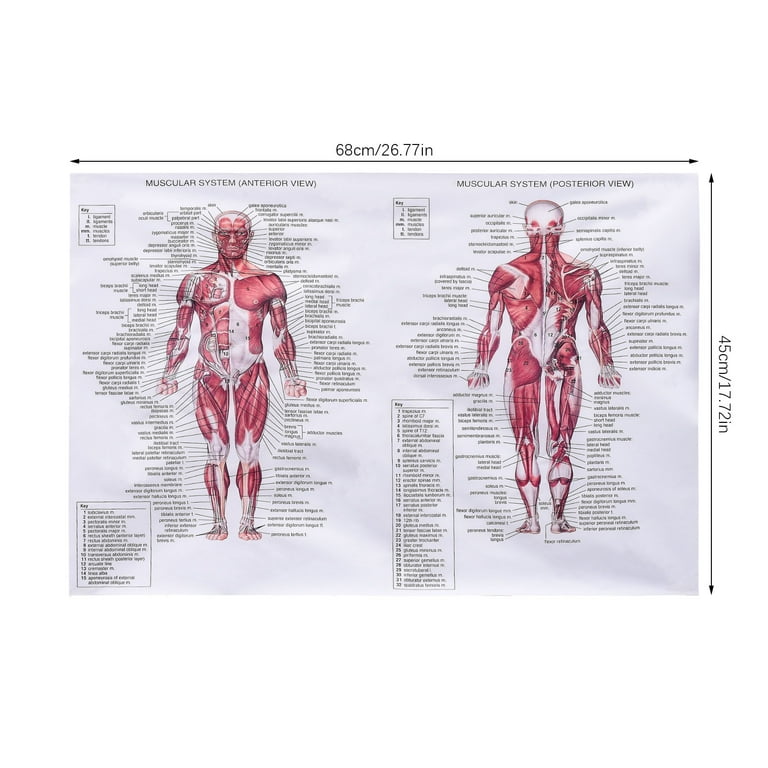 Skeleton Muscular System Anatomical Poster Muscle Anatomy, 59% OFF Skeleton Muscular System Anatomical Poster Muscle Anatomy, 59% OFF