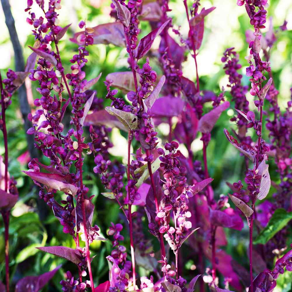 Outsidepride Orach - 2000 Seeds - Walmart.com
