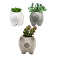 Set of 3 Realistic Artificial Botanica Succulents in Little Pigs Pot 5 ...