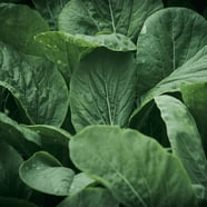 Radish Seeds - Chinese - Shunkyo - 2 g Packet ~225 Seeds - Non-GMO ...