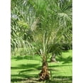 Seashore Palm - Live Plant in a 3 Gallon Pot - Allagoptera Arenaria ...