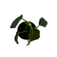 Philodendron Gigas, Giant Black and Gold Philo in 2 inch Pot - Walmart.com