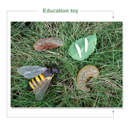 Simulation Insect Plastic Animal Early Growth Preschool Model Miniature ...