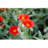 20 SCARLET GLOBEMALLOW Sphaeralcea Coccinea Cowboy's Delight Native Red ...
