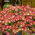 2 Petunia Live Plants, Queen of Hearts Petunia Flowers, Live Petunias ...