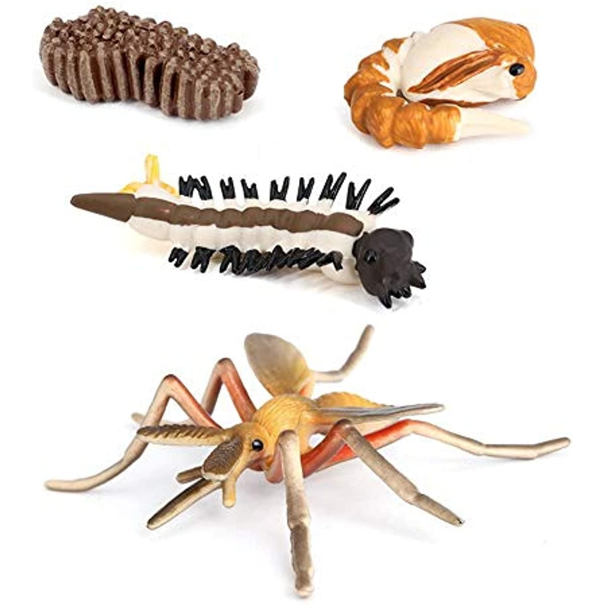 TANG DYNASTY Mosquito Animal Life Cycle,Insect Growth Cycle Model,Hand ...