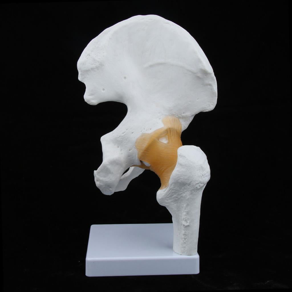De La Articulación De La Cadera Humana De Tamaño Natural Con Anatomía ...