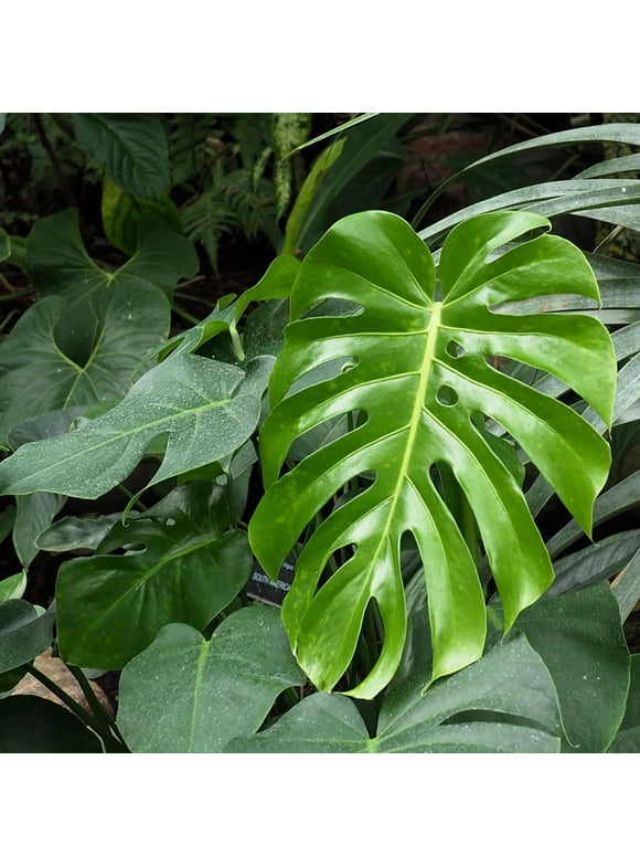 Monstera Plants in Indoor Plants - Walmart.com