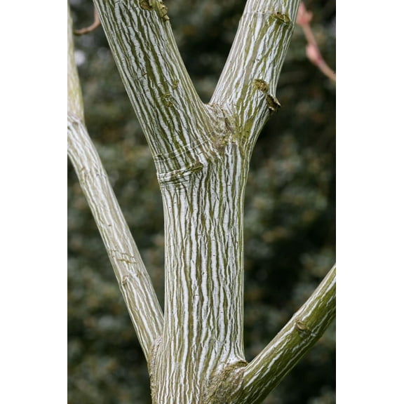 Paperbark Maple Tree Seeds for Planting - Stunning Peeling Cinnamon ...