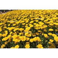 250 GOLDEN MARGUERITE DAISY Dyer's Yellow Chamomile Anthemis Tinctoria ...