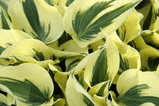 3 Firn Line Bareroot Hosta, bareroots - Walmart.com