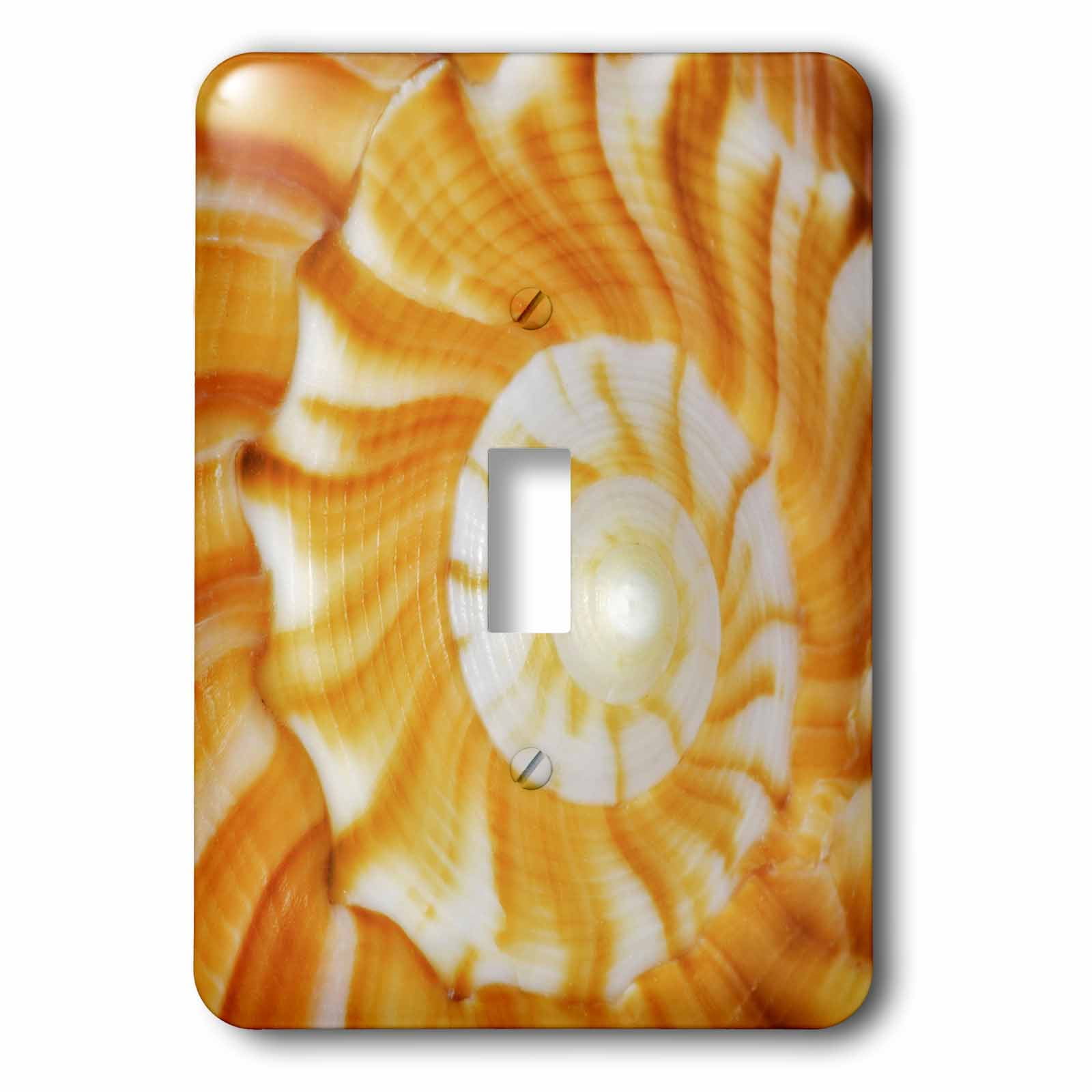 Natural spiral pattern in seashell, Florida - US10 AJE0186 - Adam Jones ...