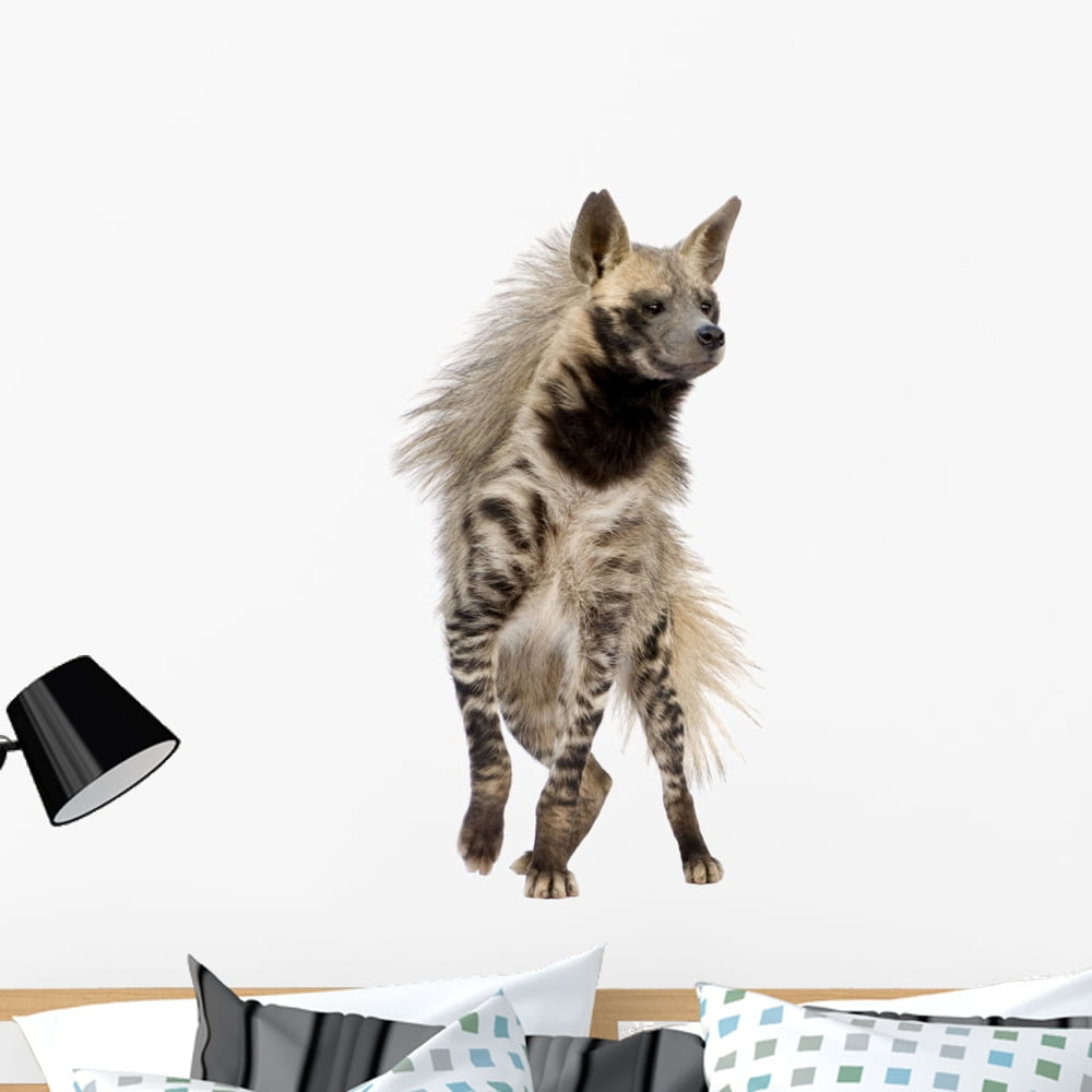 Striped Hyena Front White Wall Decal Sticker, Wallmonkeys Peel & Stick ...