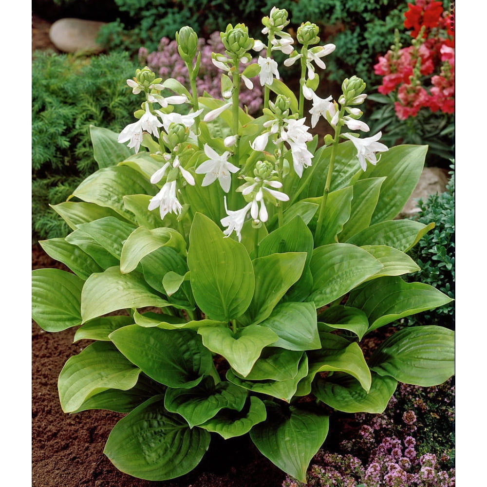 Royal Standard Hosta - Fragrant Flower - Shiny Foliage - 4" Pot ...