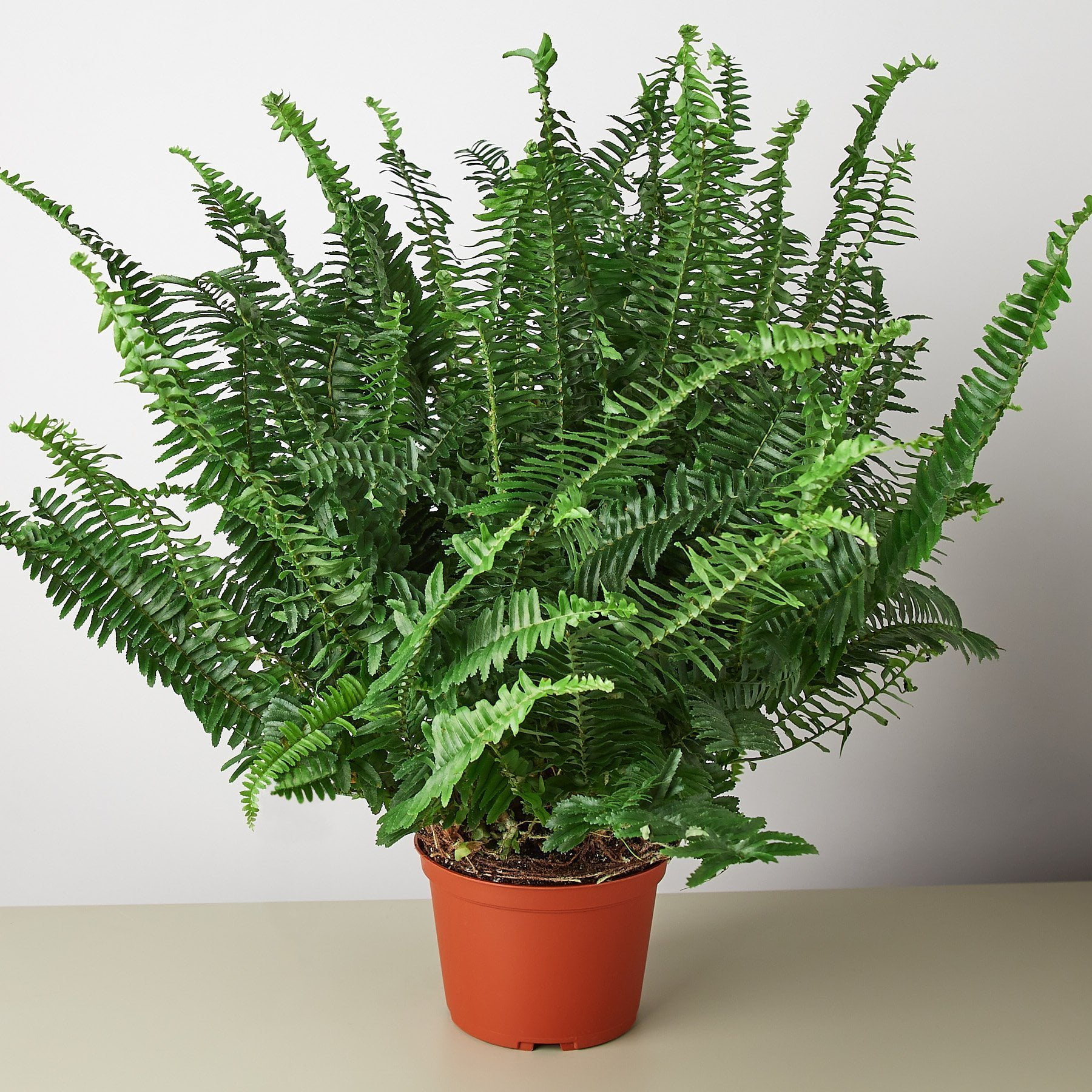 Jester's Crown Fern - 6" Pot - Walmart.com