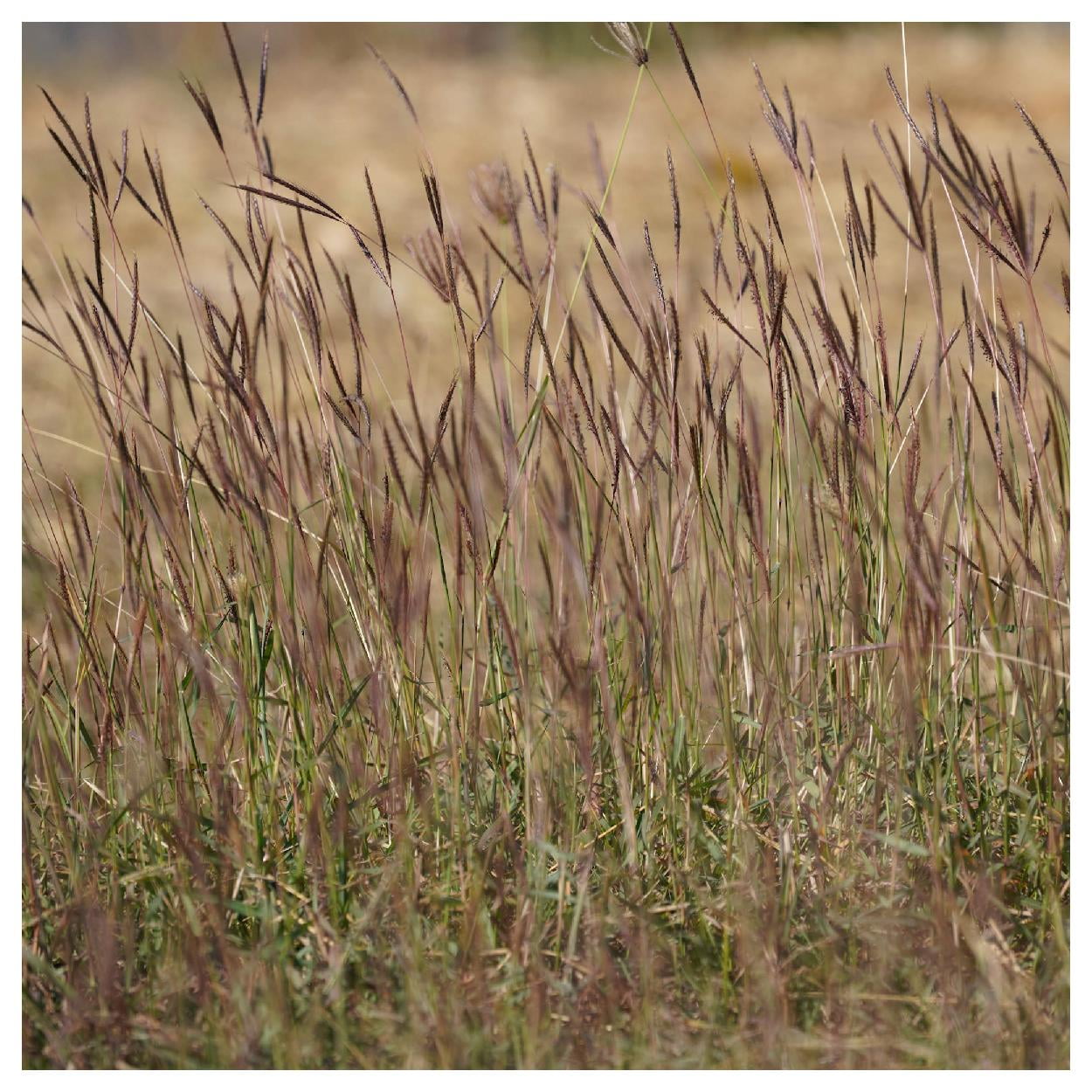 Everwilde Farms - 1 oz Big Bluestem Native Grass Seeds - Gold Vault ...