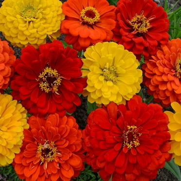 50 Pack, Carousel Mix Zinnia Elegans, Bicolor Flower Seeds in Mixed ...