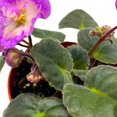 Harmony Foliage Hawaiian Pearl African Violet Saintpaulia 4 inch ...