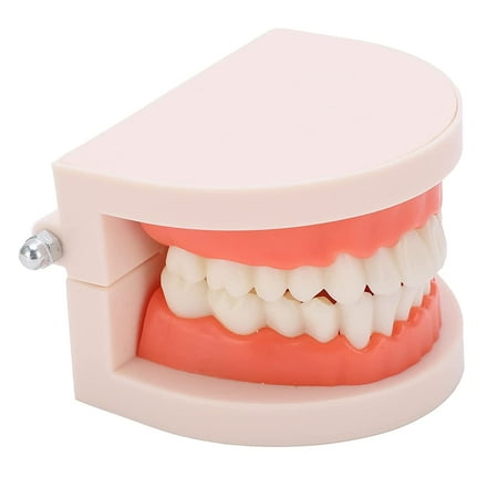 Dental Teeth Model Denture Mode Dental Mouth Model Demonstration Tooth ...
