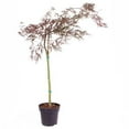 Expert Gardener Japanese Maple Crimson Queen Live Tree 1 Gallon ...