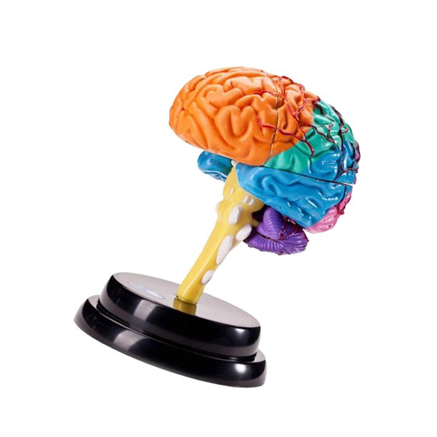 Human Brain Model Anatomy Tool Brain Functions Model for Teaching ...