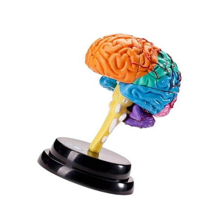 Freer Human Brain Model Anatomy Tool Brain Functions Model for Teaching ...