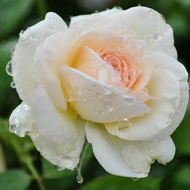 Heirloom Roses Live Iceberg Shrub Rose - White, Potted, Double Blooms ...