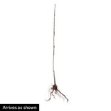 Black Tartarian High Yield Cherry Tree, Dormant Bare Root Starter, Full ...