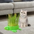 Cat Grass Box Cats Grass Basin Soil Free Wheatgrass Grower Seed ...