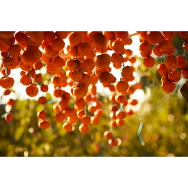 CZ Grain 50 Persimmon Tree Seeds, Easy to Grow - Walmart.com